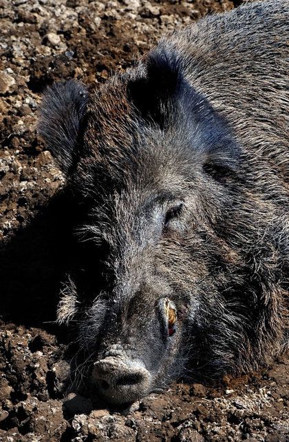 Frischlinge stehlen Wildschwein-Papa Hardy die Show | Berner Oberländer