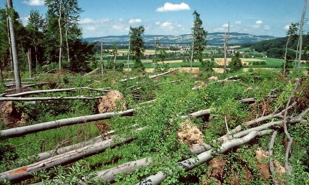 Der Wald profitiert von Orkan Lothar | Basler Zeitung