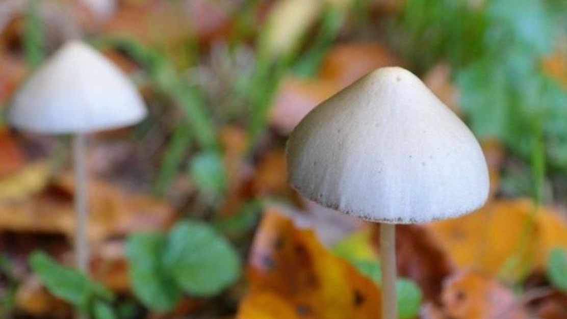 Aux Etats-Unis – Le psilo, un futur remède à tous les maux? - L'essentiel