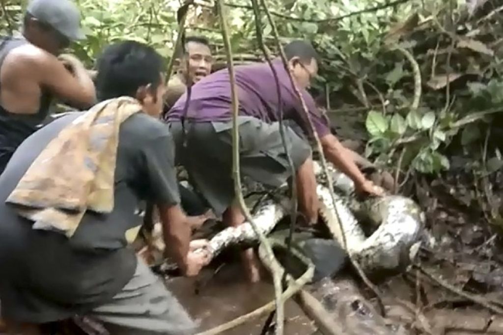 Ils capturent un python géant de 8 mètres | 24 heures