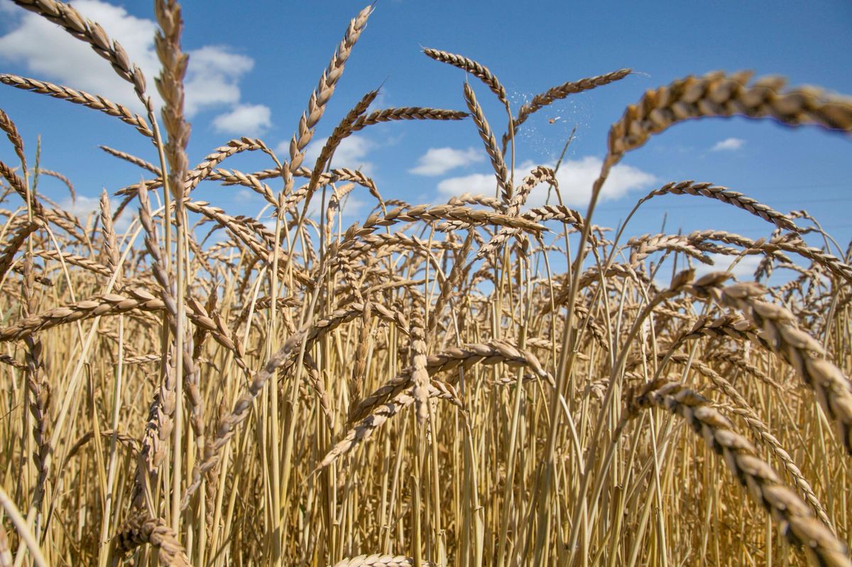 Dinkel im Trend: Die Vor- und Nachteile gegenüber Weizen | Tages-Anzeiger
