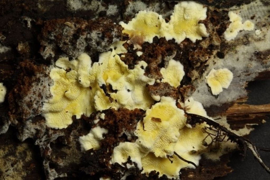 Un champignon rare découvert près de Zurich