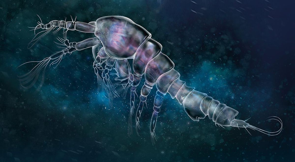 Neuchâtel: Une crevette préhistorique dans les eaux de l’Areuse - Le Matin