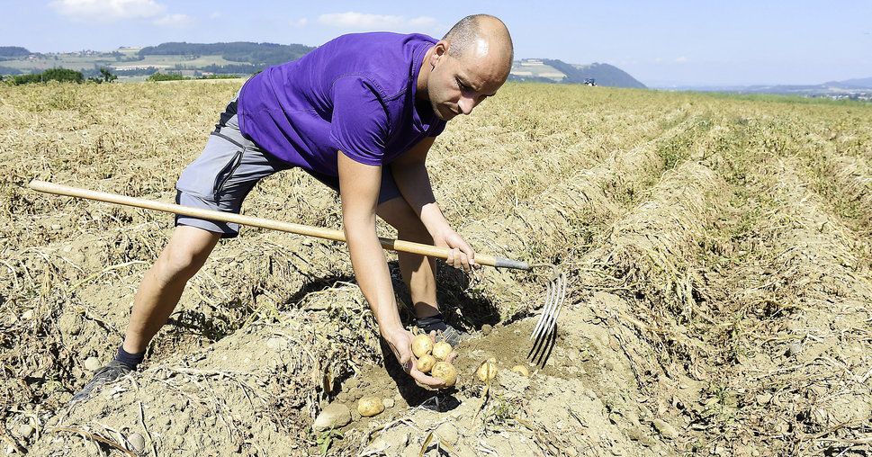 Bauern leiden unter Ernteausfällen | Tages-Anzeiger