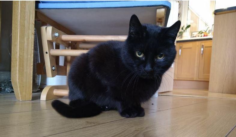 Familie freut sich nach vier Jahren über Rückkehr von Katze Bella ...