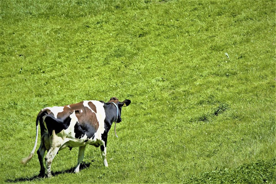 Ça ressemble à quoi, un Röstigraben? | Tribune de Genève