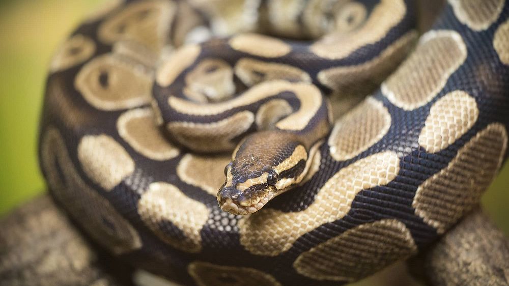 Deux Nuits Avec Un Python En Liberté Sans Le Savoir Lessentiel 