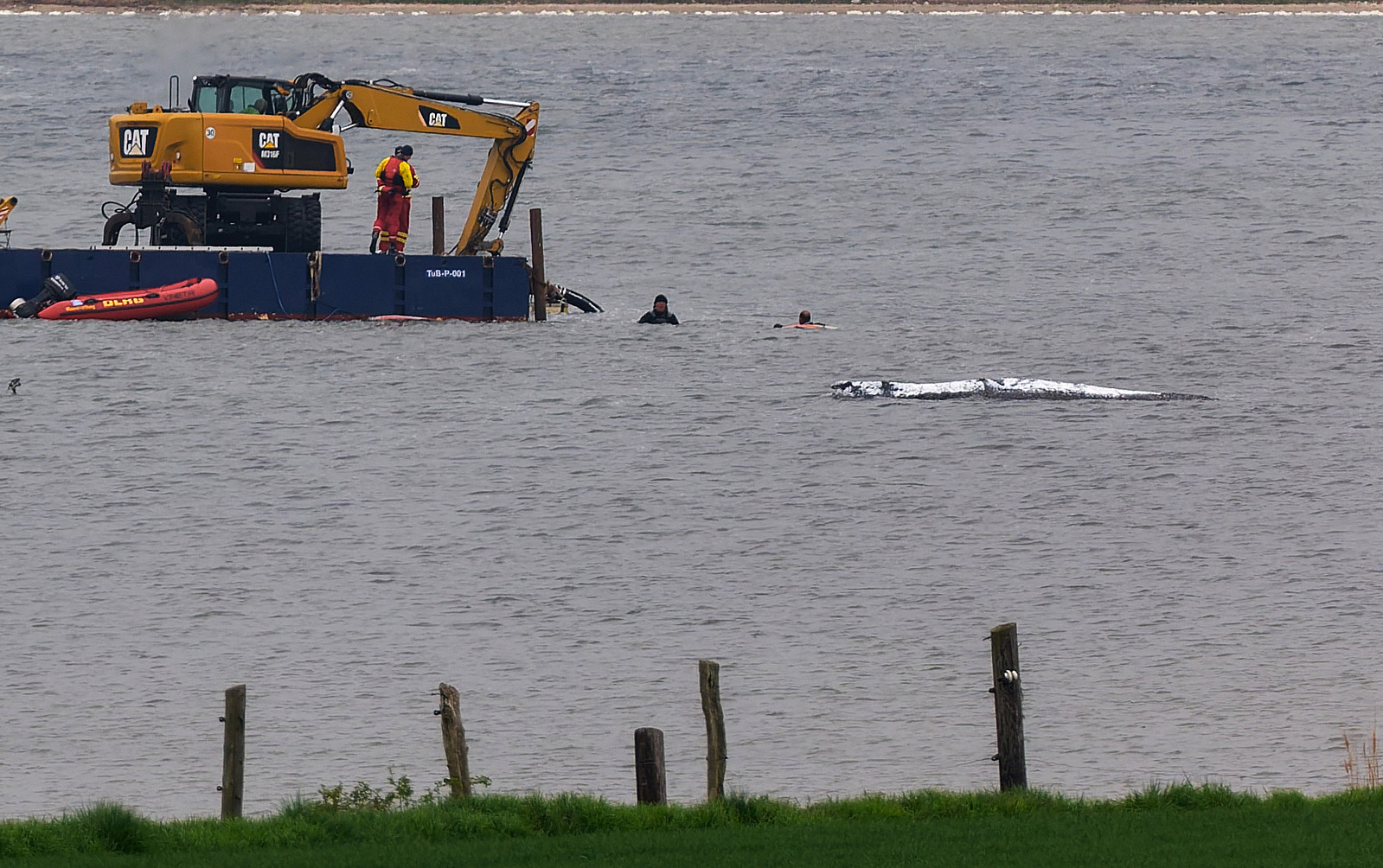 Poel: Buckelwal soll mit Barge gerettet werden