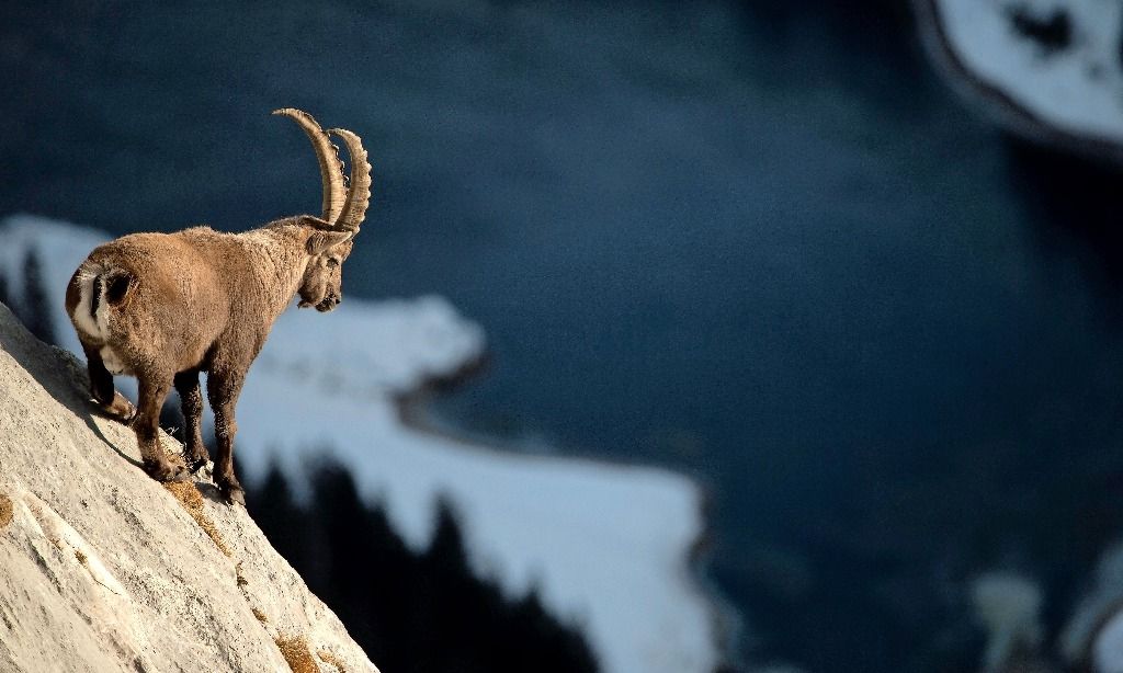 Waidmanns Heil und Unheil | Berner Zeitung