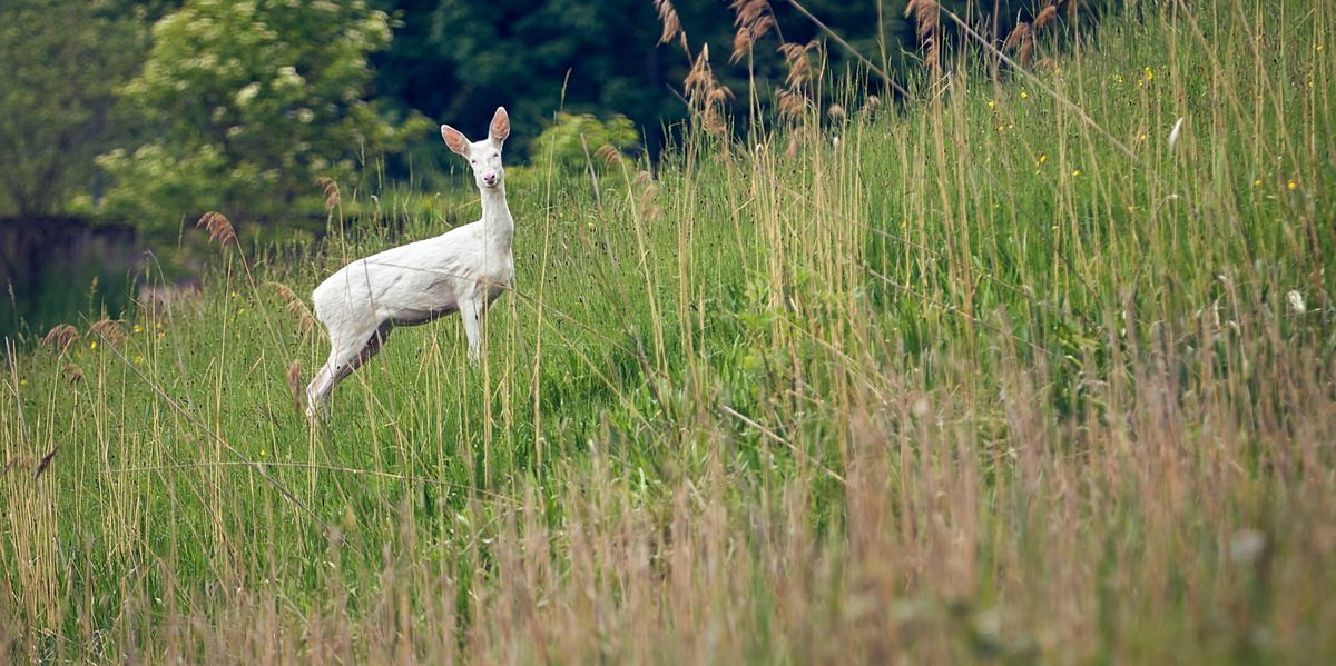 Weisse Rehe in Aeschi-Krattigen: Grosse Seltenheit: Zwei Albino-Rehe ...
