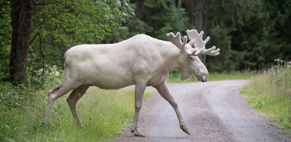Video-Hit aus Schweden – Seltener weißer Elch wird zum Internet-Star ...