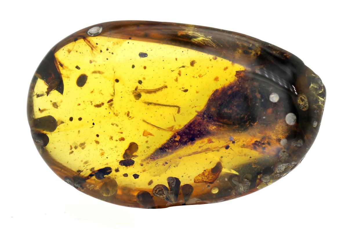 Sensationelle Bernsteinfunde – Goldener Blick auf urzeitliches Leben ...