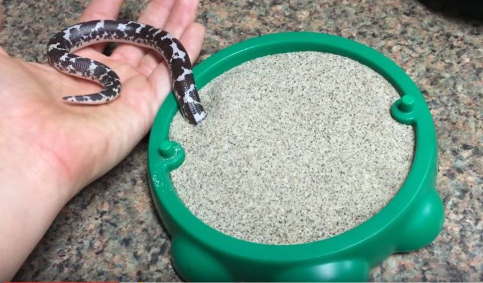 Mignon: Un bébé serpent joue dans un bac à sable - Le Matin
