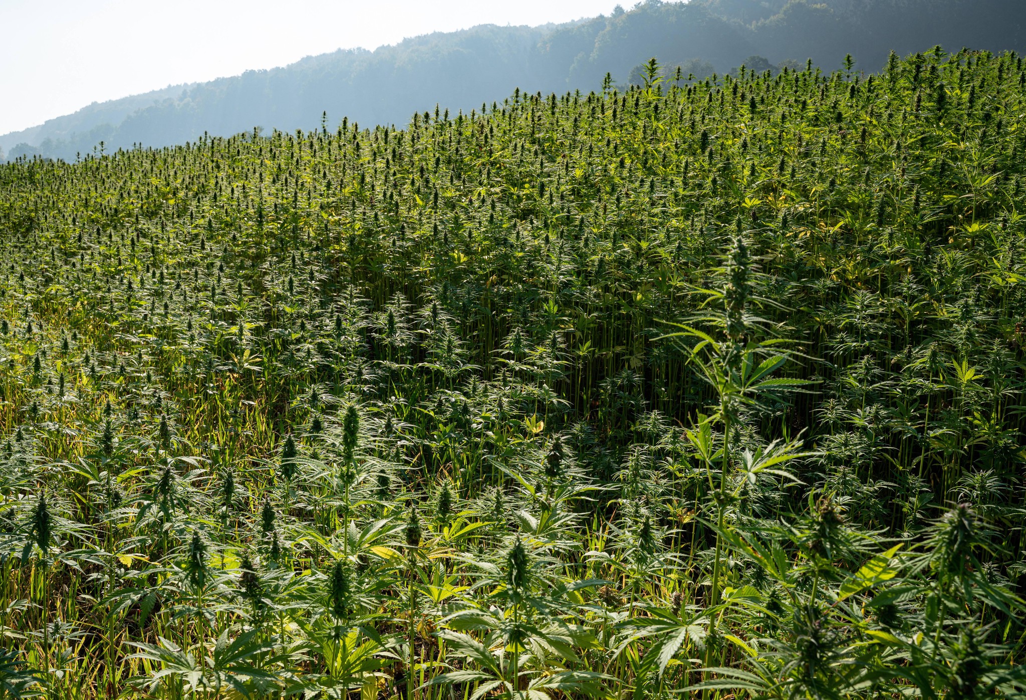 THC-haltige Milch: Hanf im Futter kann Kühe «high» machen - L'essentiel