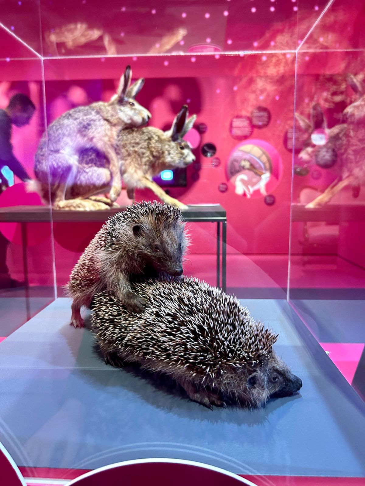 Techtelmechtel in Basel: Diese Ausstellung ist wirklich «sexy» | Basler ...