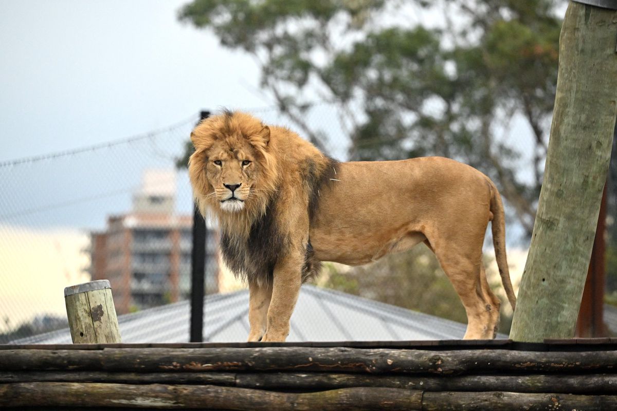 Australie: Cinq lions s’échappent d’un zoo avant d’être capturés | 24 ...