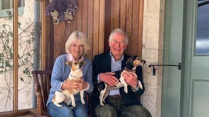 Couronnement Charles III : Bye-bye le corgi! Le Jack Russell est le ...