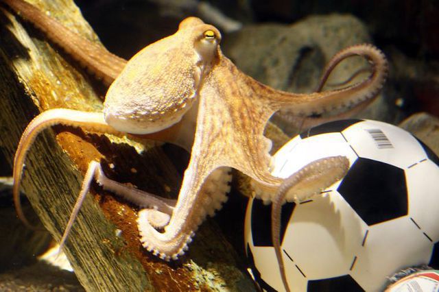 Krake «Paul»'s neuer Job | Tages-Anzeiger