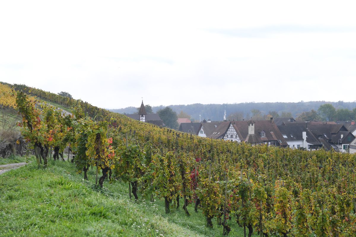 Ausflugstipps Region Winterthur: Das sind die zehn schönsten Rebberge ...