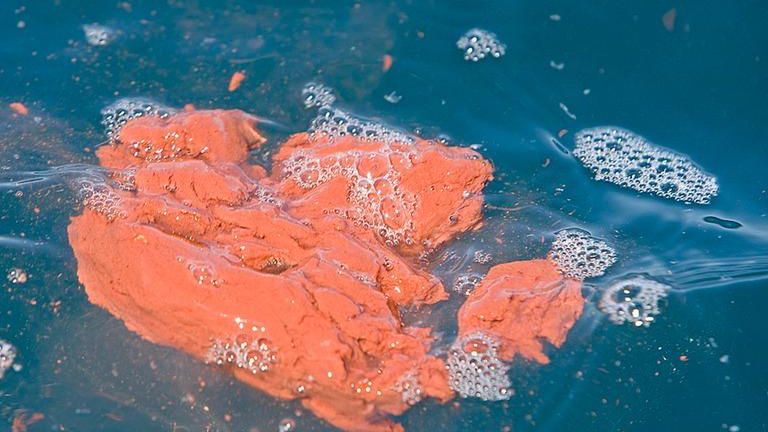 Étude en Norvège: Le caca de baleine nous protègera-t-il du ...