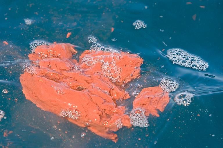 Étude en Norvège: Le caca de baleine nous protègera-t-il du ...