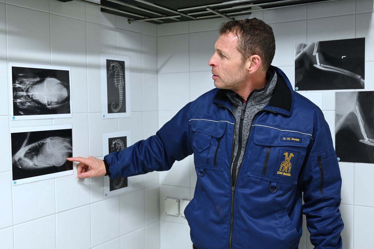 Tierarzt im Zoo Basel: Christian Wenker heilt Nashorn und Co | Basler ...
