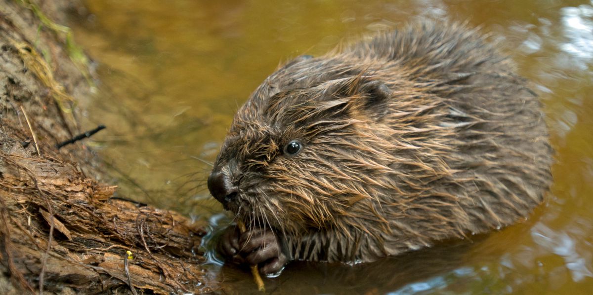 Nager sucht neue Reviere: Wie die Stadt Thun den Biber überlisten will | Berner Zeitung