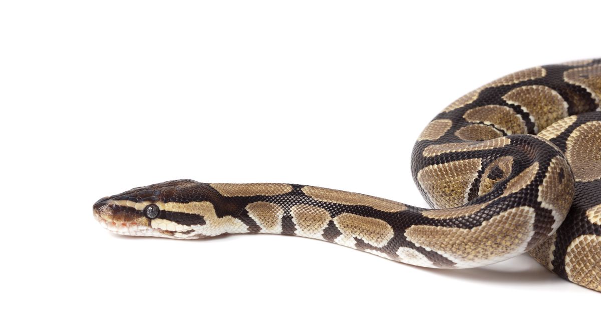 Fleisch von der Schlange: Warum wir Pythons essen sollten | Tages-Anzeiger