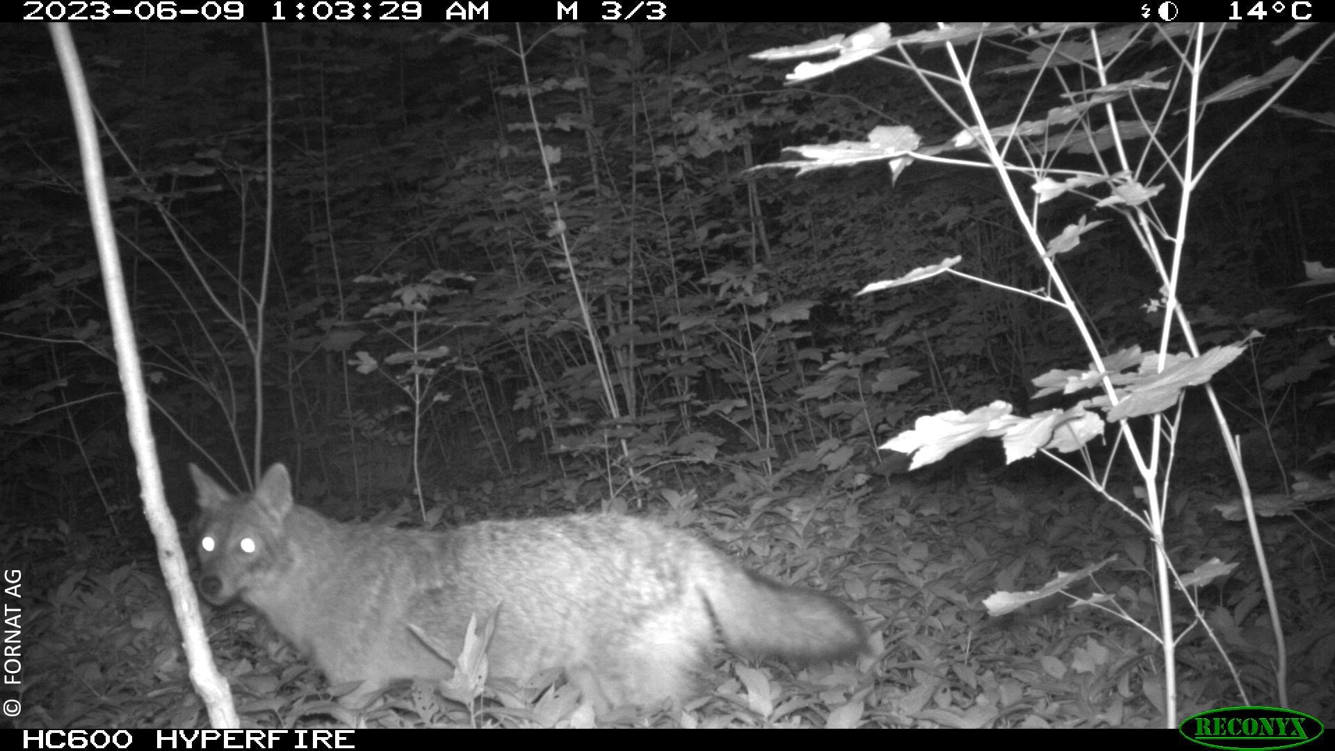 Schakal in Zürich: Das Wildtier ist in die Fotofalle getappt. | Tages ...