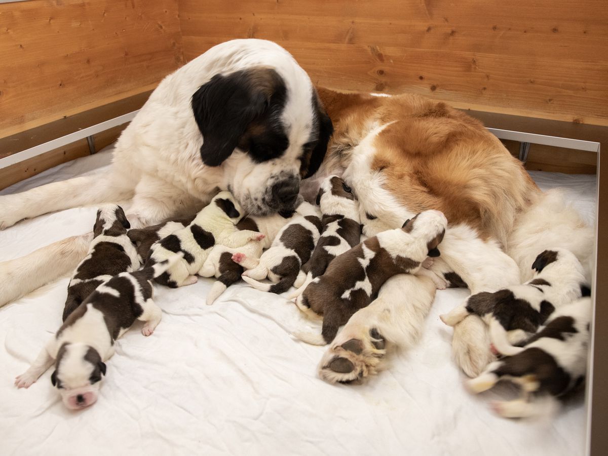 Naissances à Martigny (VS): Onze nouveaux chiots saint-bernards sont ...