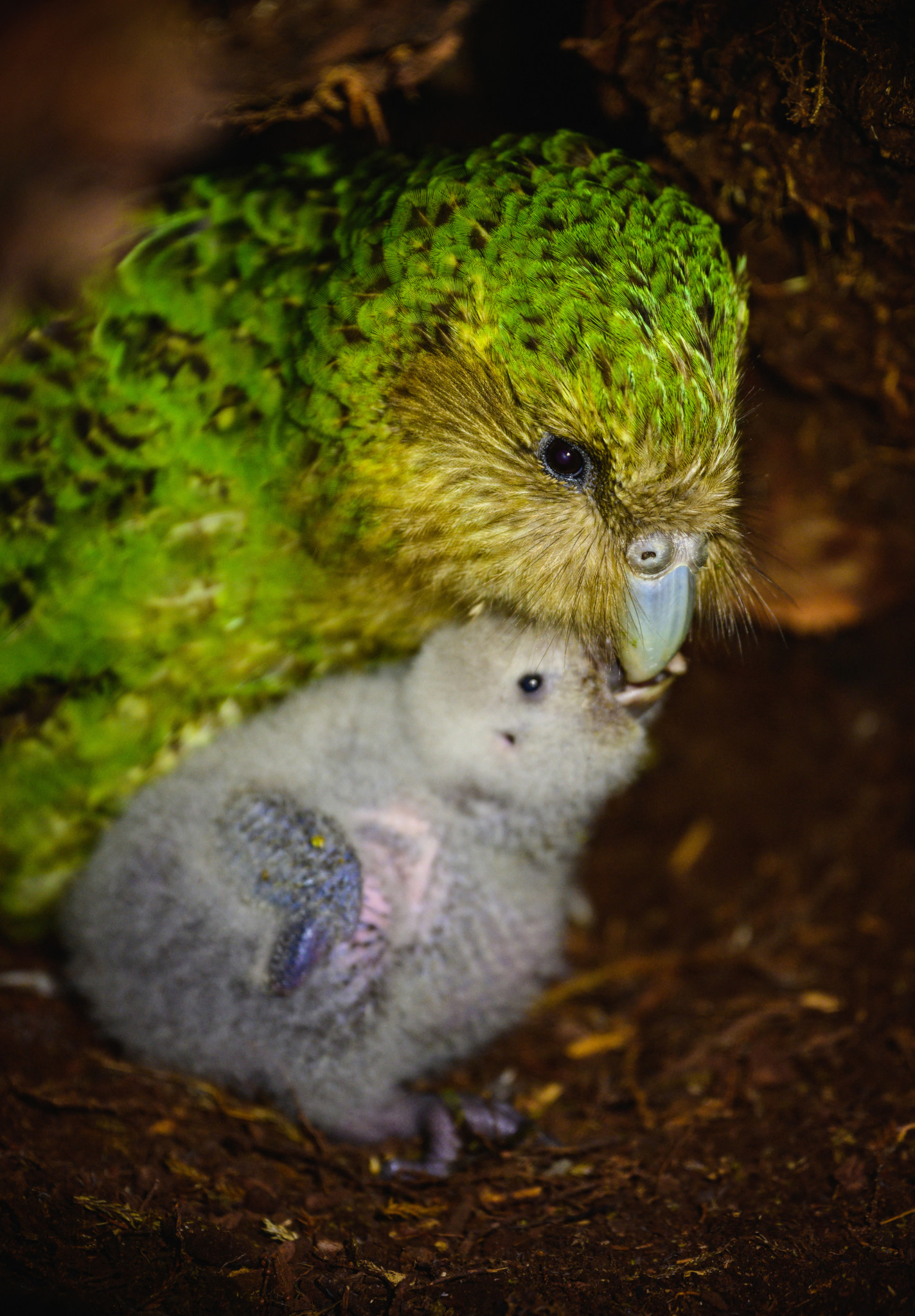 Kakapo: Neuseeland feiert Nachwuchs bei seltenstem Papagei