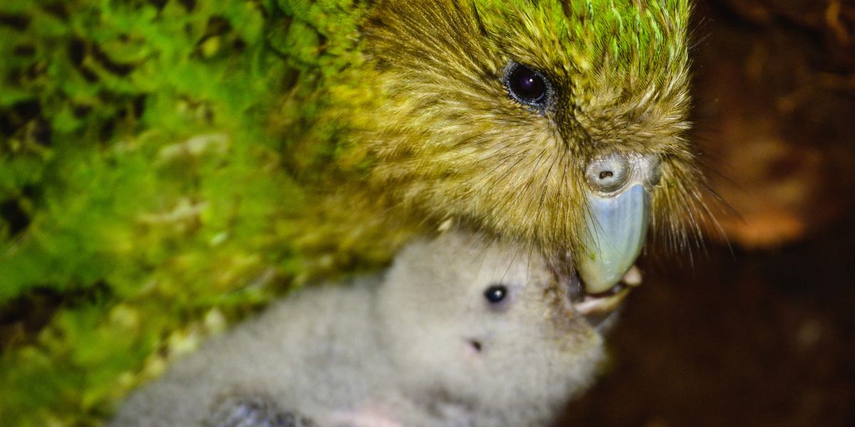 Kakapo: Neuseeland feiert Nachwuchs bei seltenstem Papagei