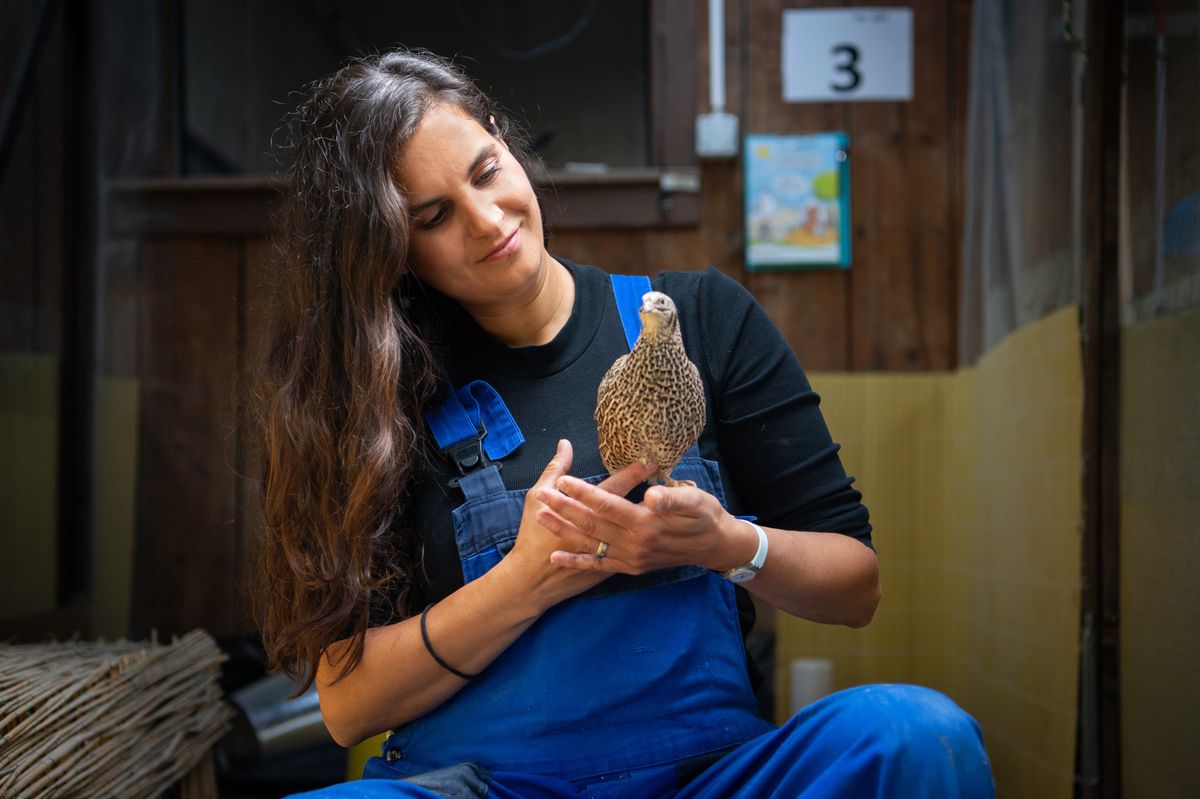 Wachteln in Altikon: Sie will die Region mit Mini-Eiern versorgen ...