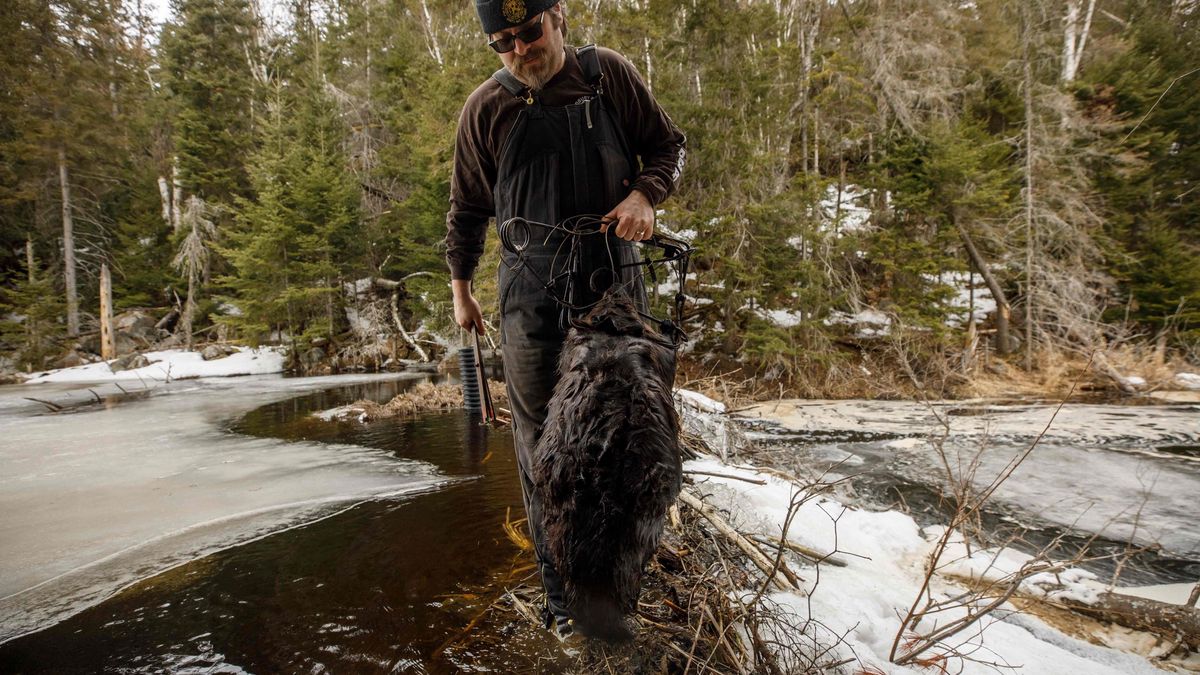 Canada – Trappeur, un «héritage» qui ne rapporte plus - Le Matin
