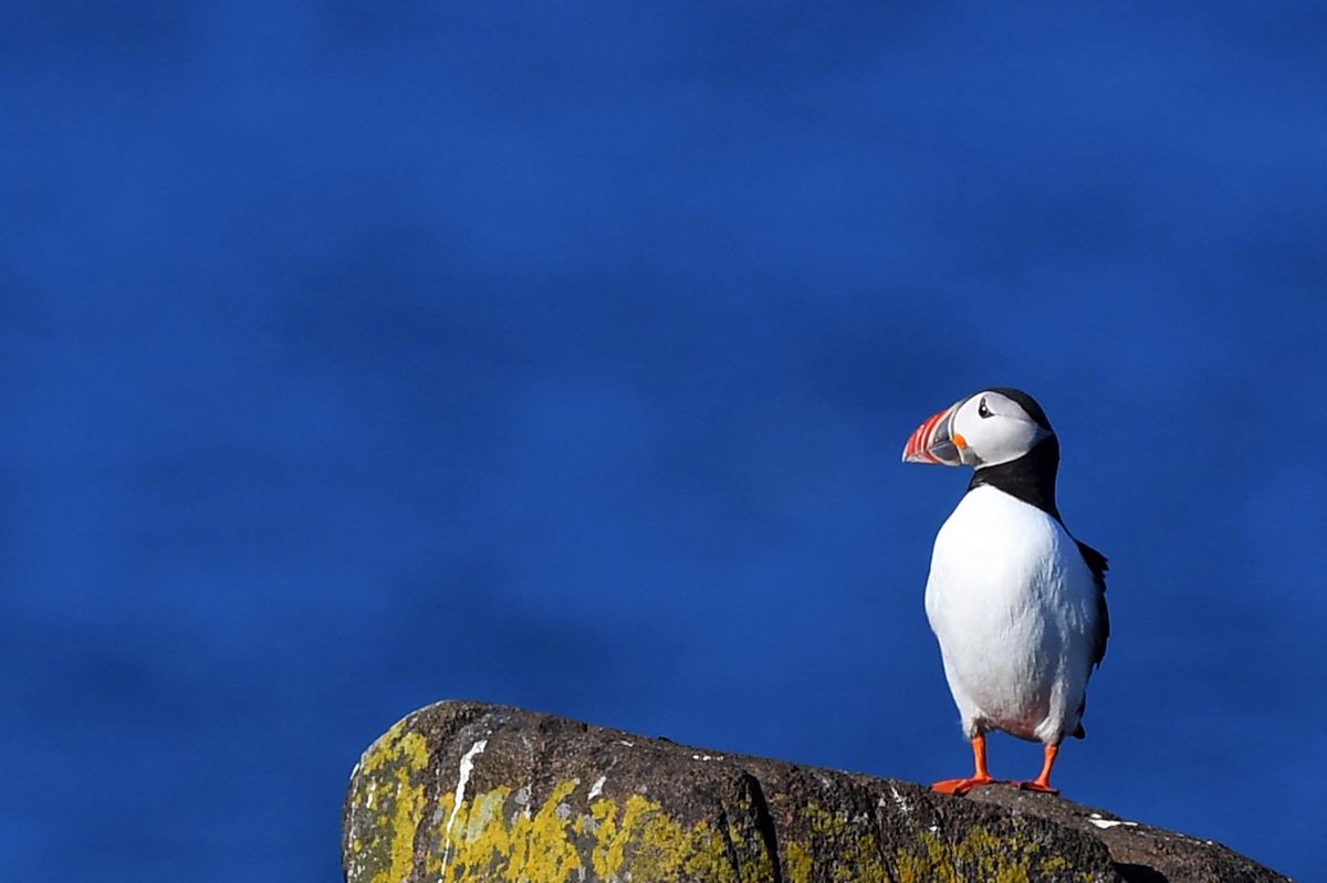 Biodiversité: Sur l’île de May, le déclin des petits «clowns de mer» ne ...