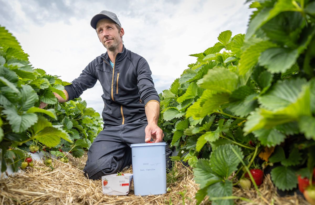 Erdbeeren in Bern: Regenwetter sorgt für Schimmel | Berner Zeitung