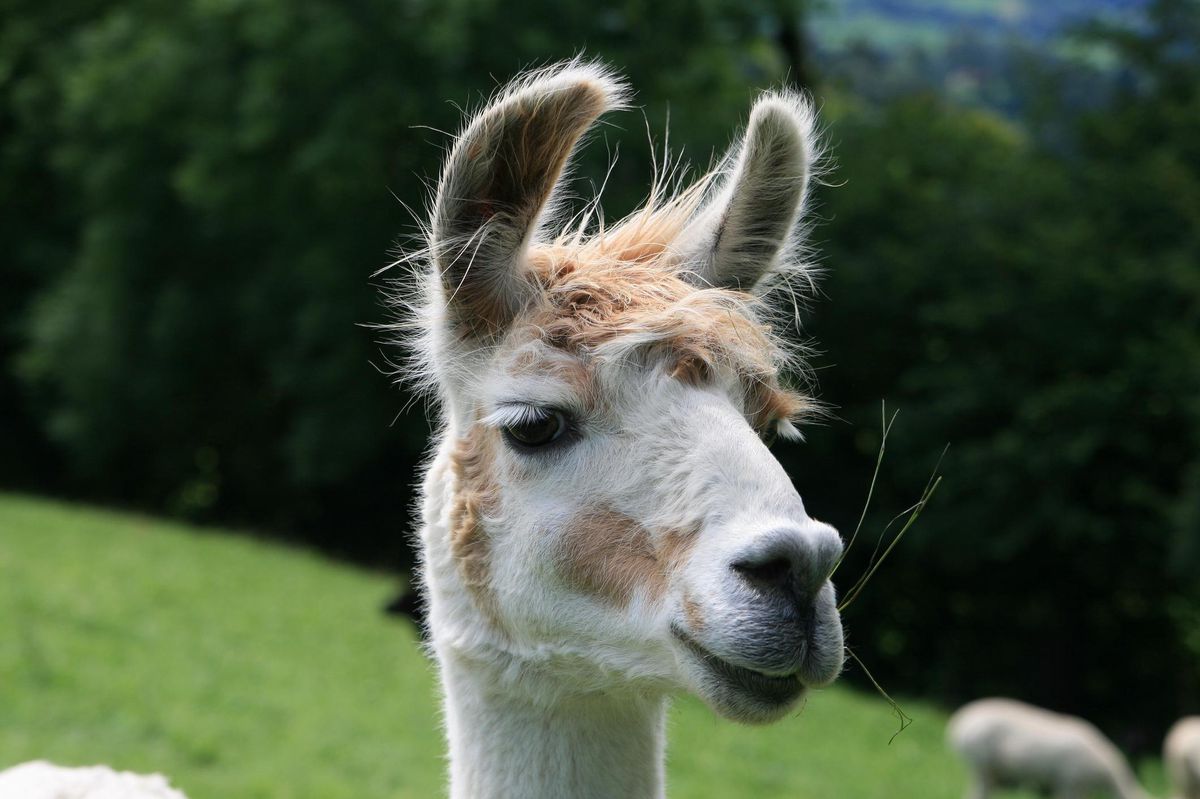 Des lamas suisses au centre du mensonge d’un automobiliste - Le Matin