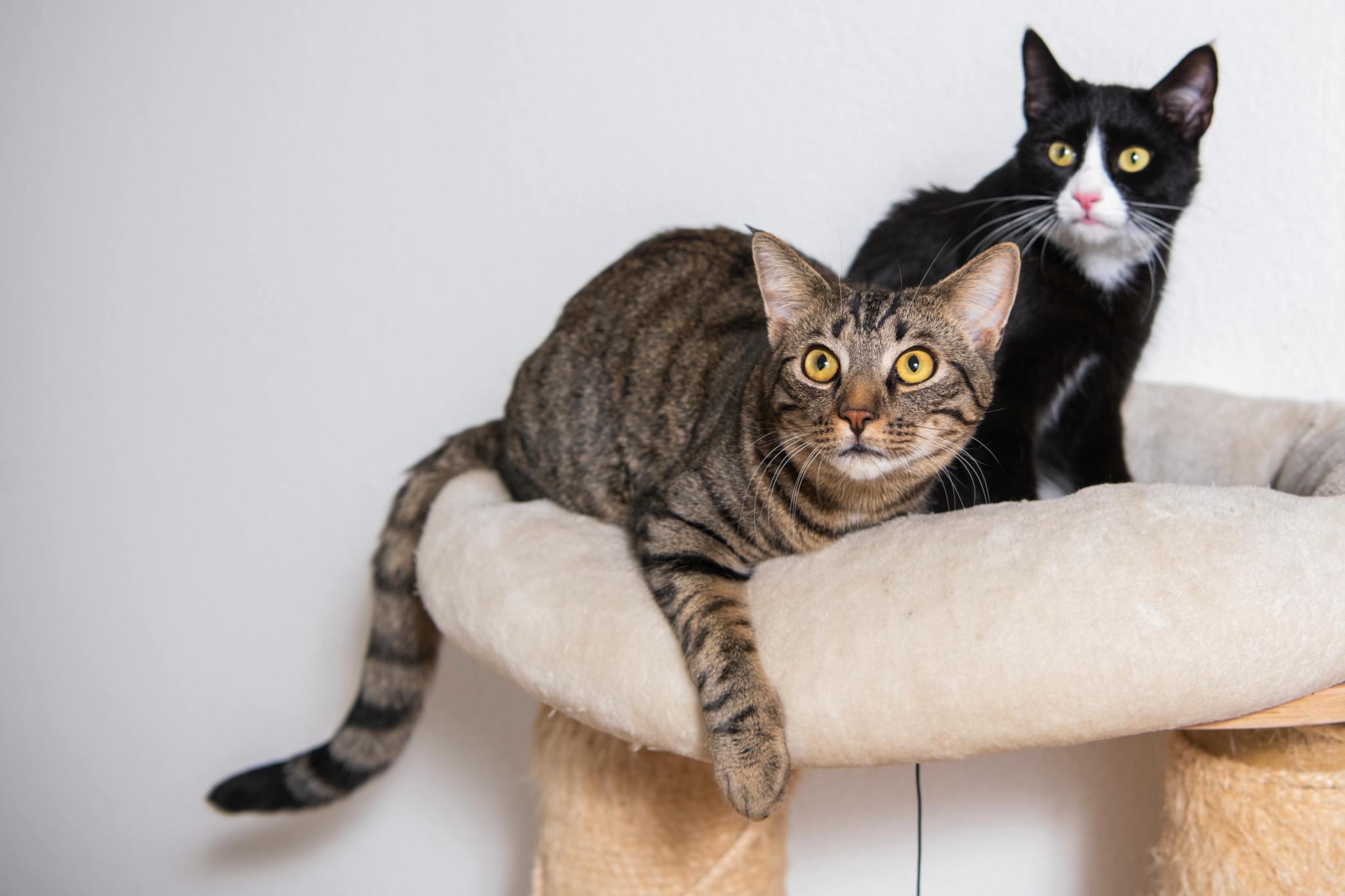 Kanton Bern: Grosser Rat fordert Chip-Pflicht für Katzen