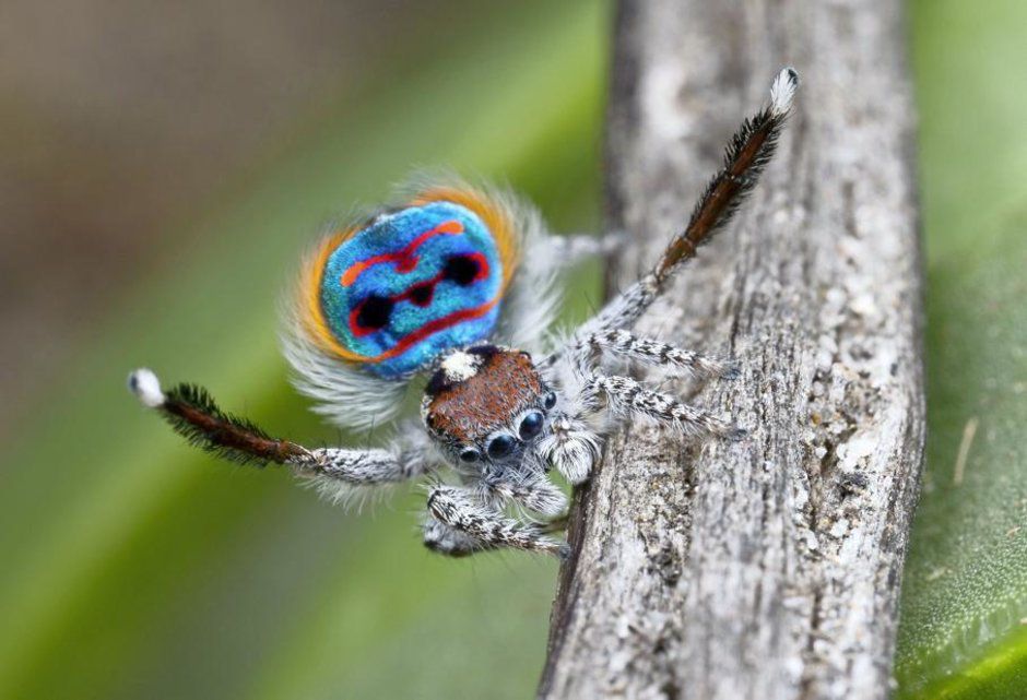 Biologie: Elles friment comme des paons mais ce ne sont que de ...