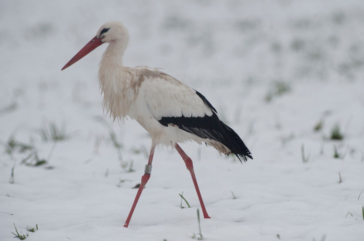 Storch im Unterland: Den Störchen gefällts auch im Winter bei uns ...