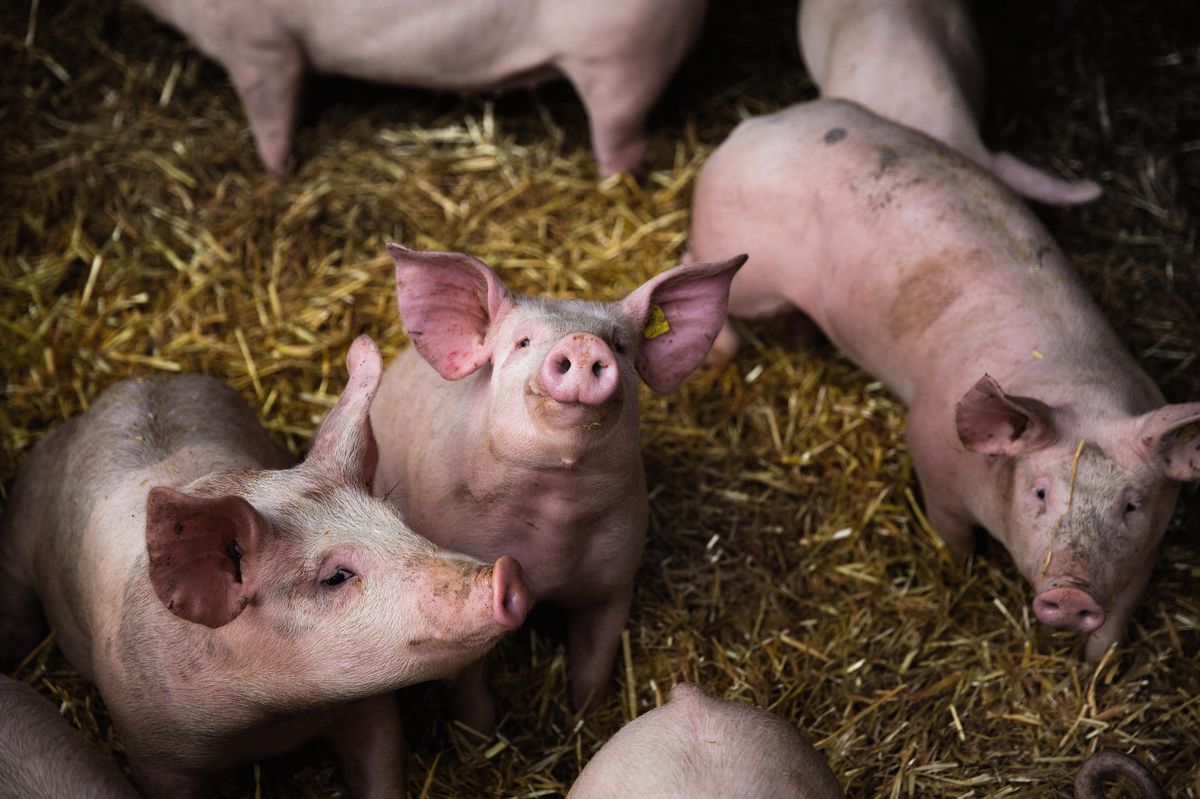Agriculture et élevage: Les farines animales vont faire leur retour en ...