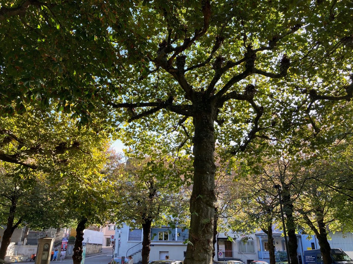 Quartierplan «Am Orisbach»: Weshalb werden diese Bäume in der Liestaler ...