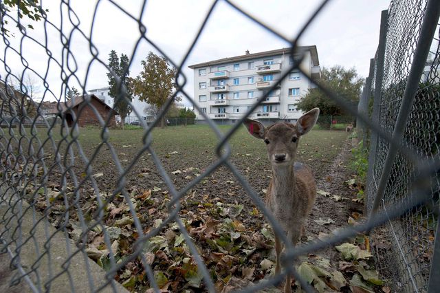 Des imbéciles noient deux lapins à Payerne | 24 heures