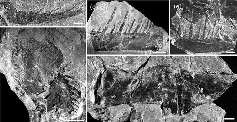 Découverte en Chine d’un fossile de scorpion de la taille d’un chien ...