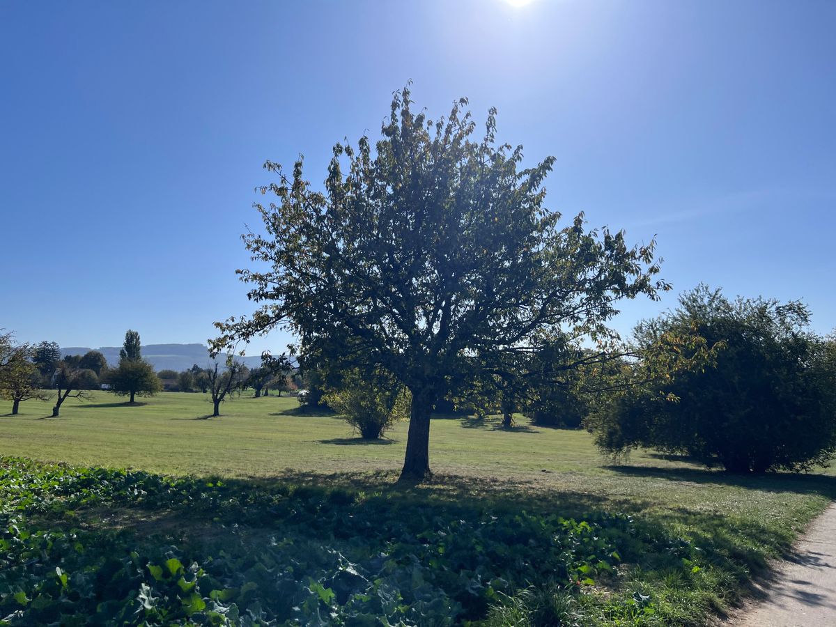 Basel Social Club 2024: Kunst und Kühe für alle | Basler Zeitung