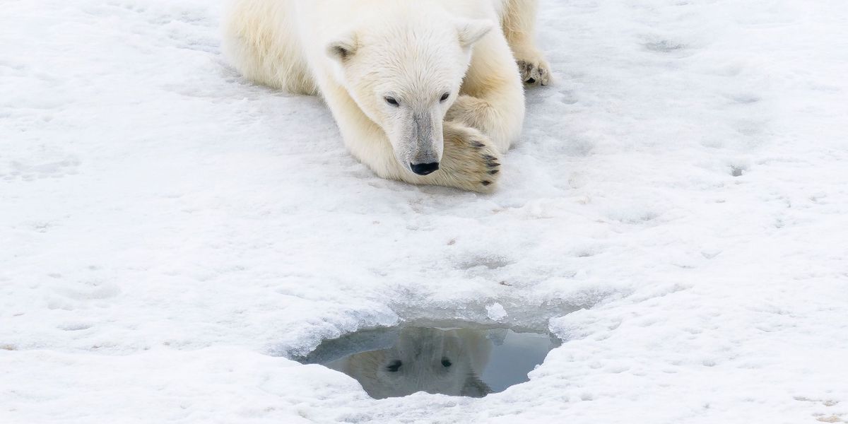Eisbär: Florian Ledoux fotografiert die Riesen der Arktis