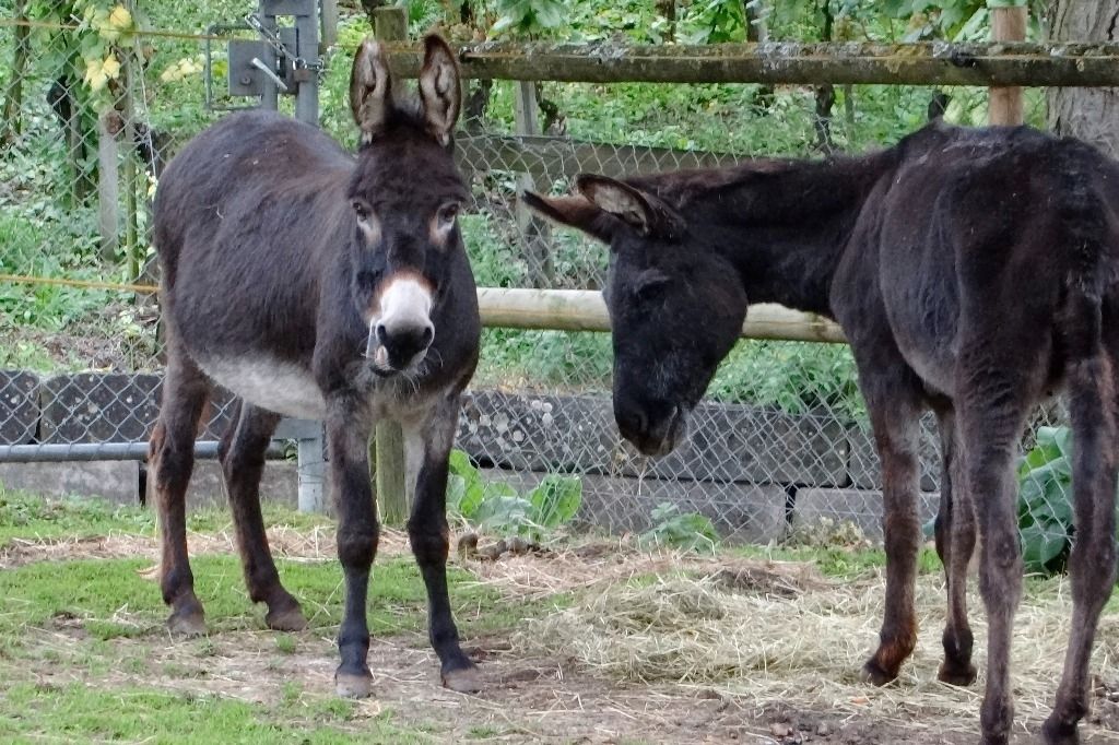 Die Ära der Esel ist zu Ende | Tages-Anzeiger