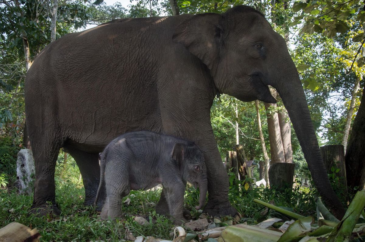 Indonésie: Rare naissance d’un éléphant de Sumatra, en danger d ...