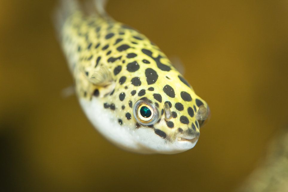 Vie des bêtes: Le zoo de Bâle introduit un poisson gonflé - Le Matin