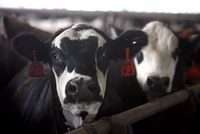 France – Cas potentiel de maladie de la vache folle découvert | 24 heures